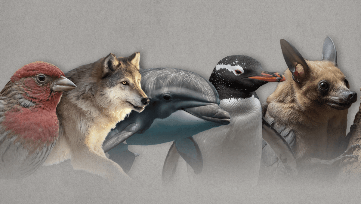 Peto's Paradox: The Animals Most Likely To Get Cancer May Surprise You ...