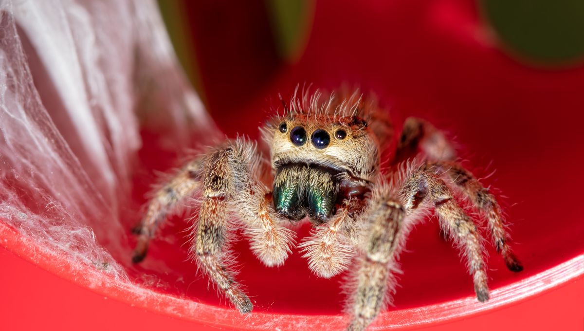 Do Spiders Sleep? | IFLScience