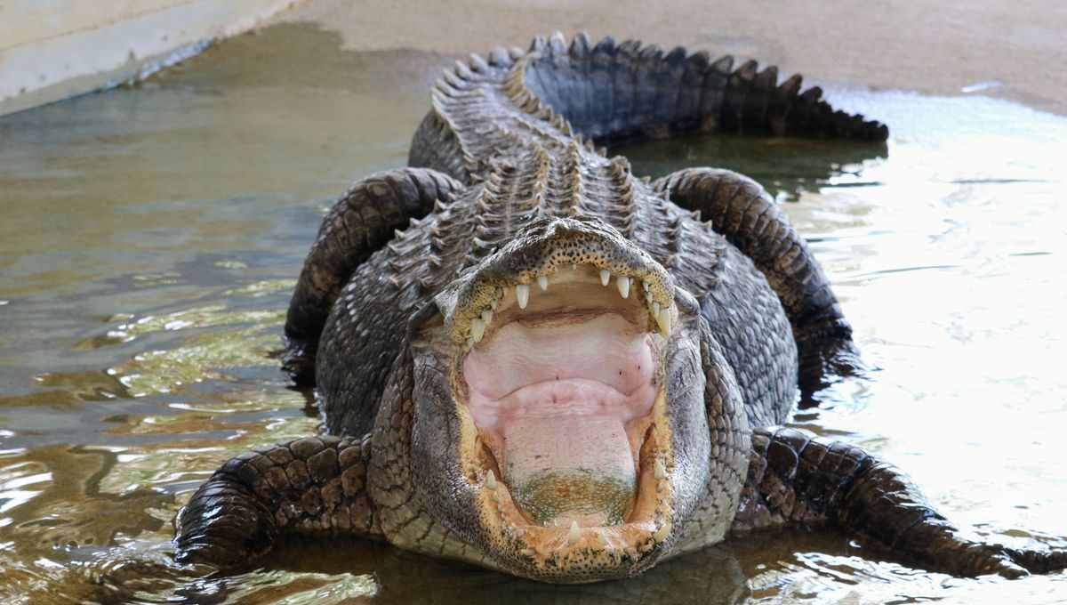 The World's "Largest Ever" Alligator Was Never Officially Verified – It ...