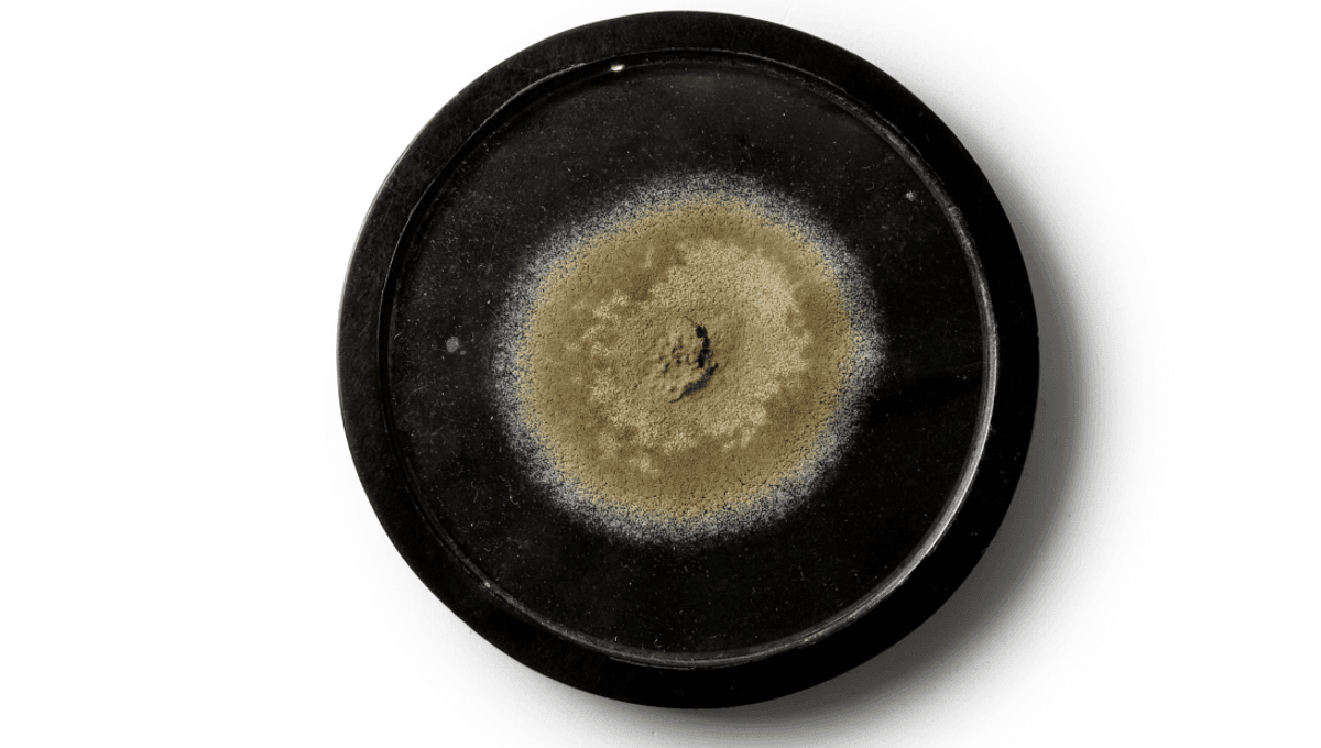 “Mold Medallion” From Groundbreaking Penicillin Discovery Auctioned For ...