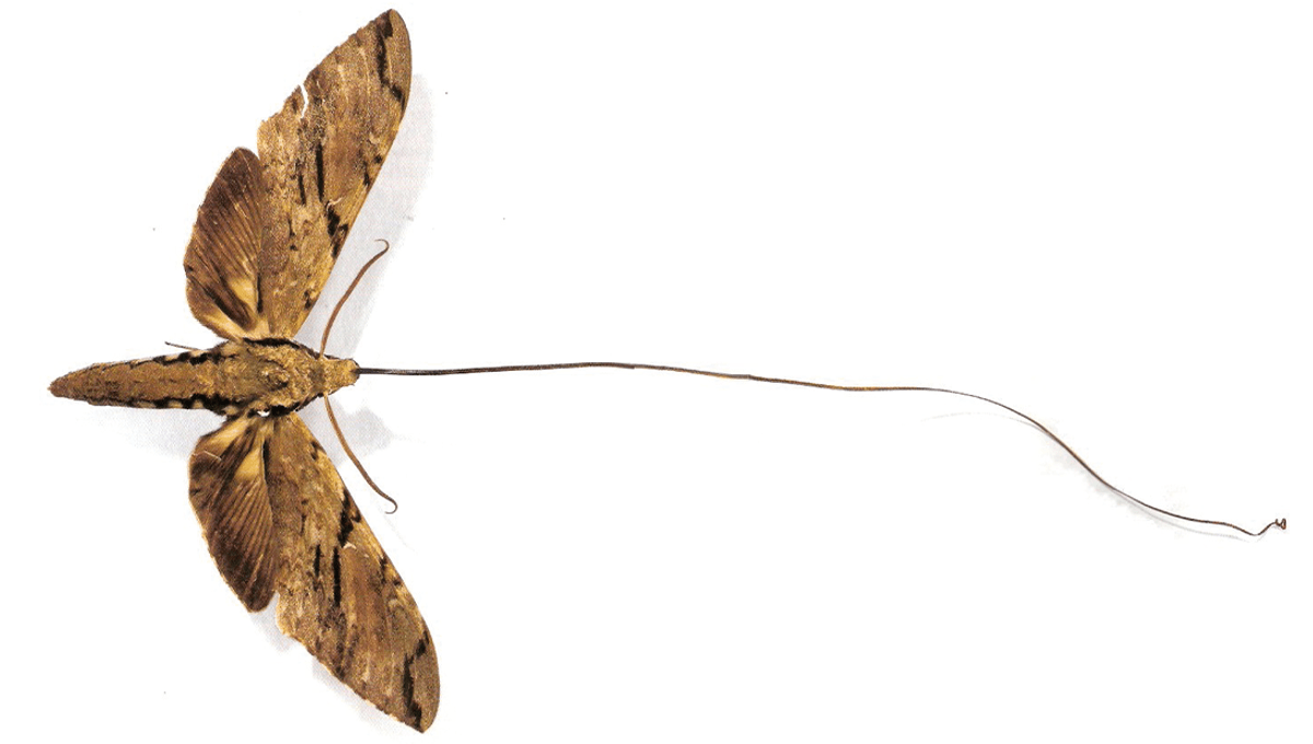 World’s Longest Insect Tongue Belongs To Moth Species Predicted By ...