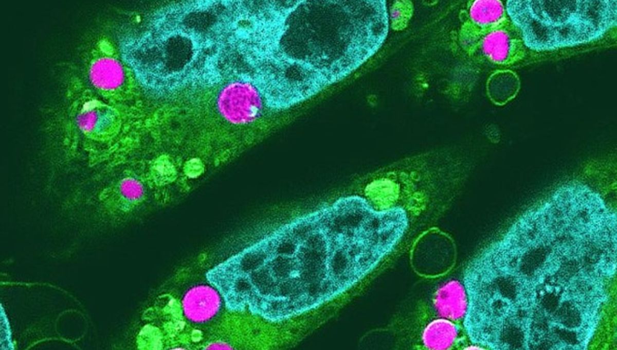 Photosynthesis In Animal Cells Achieved For The First Time Using ...