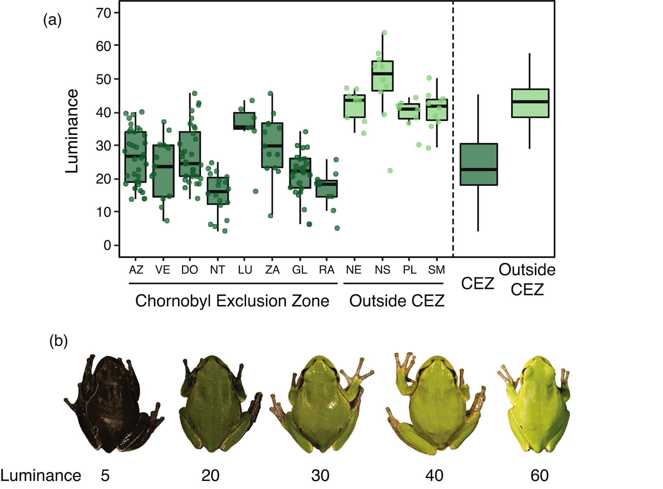 Frogs Of Chernobyl Adapted To Survive High Radiation. Now, They Don’t ...
