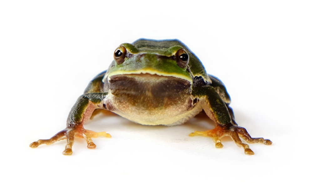 Frogs Of Chernobyl Adapted To Survive High Radiation. Now, They Don’t ...