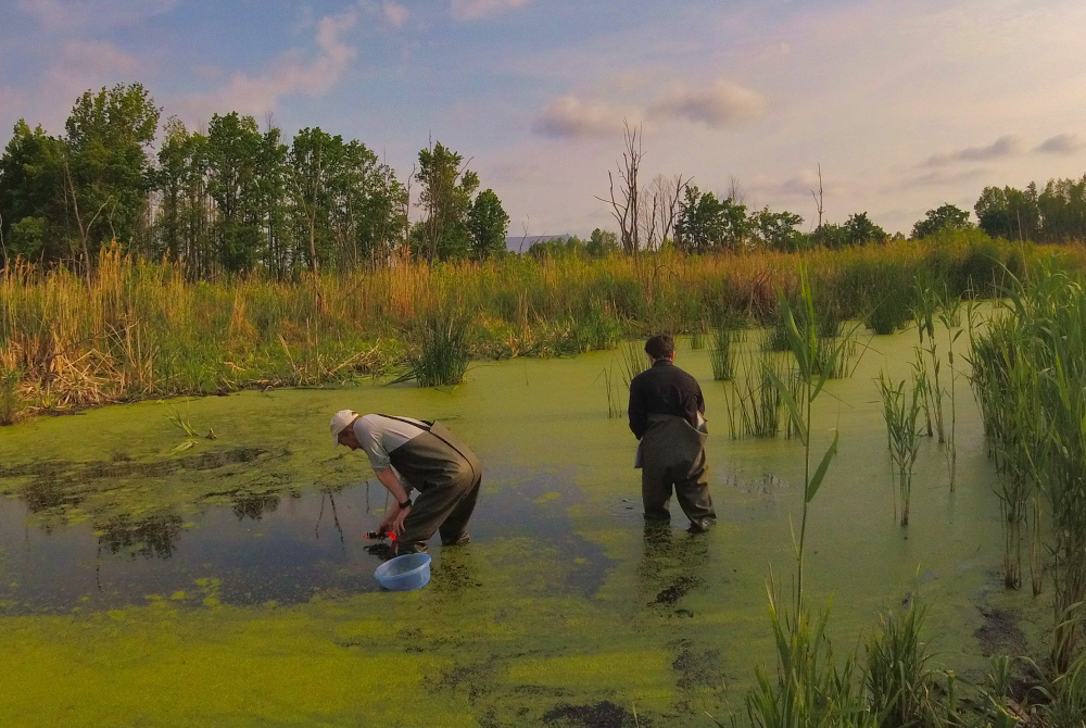 Frogs Of Chernobyl Adapted To Survive High Radiation. Now, They Don’t ...