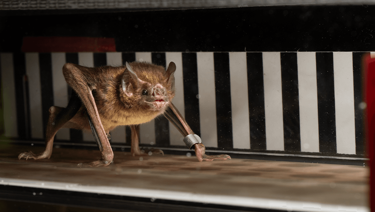 Watch Blood-Fuelled Vampire Bats Running On A Tiny Treadmill For ...