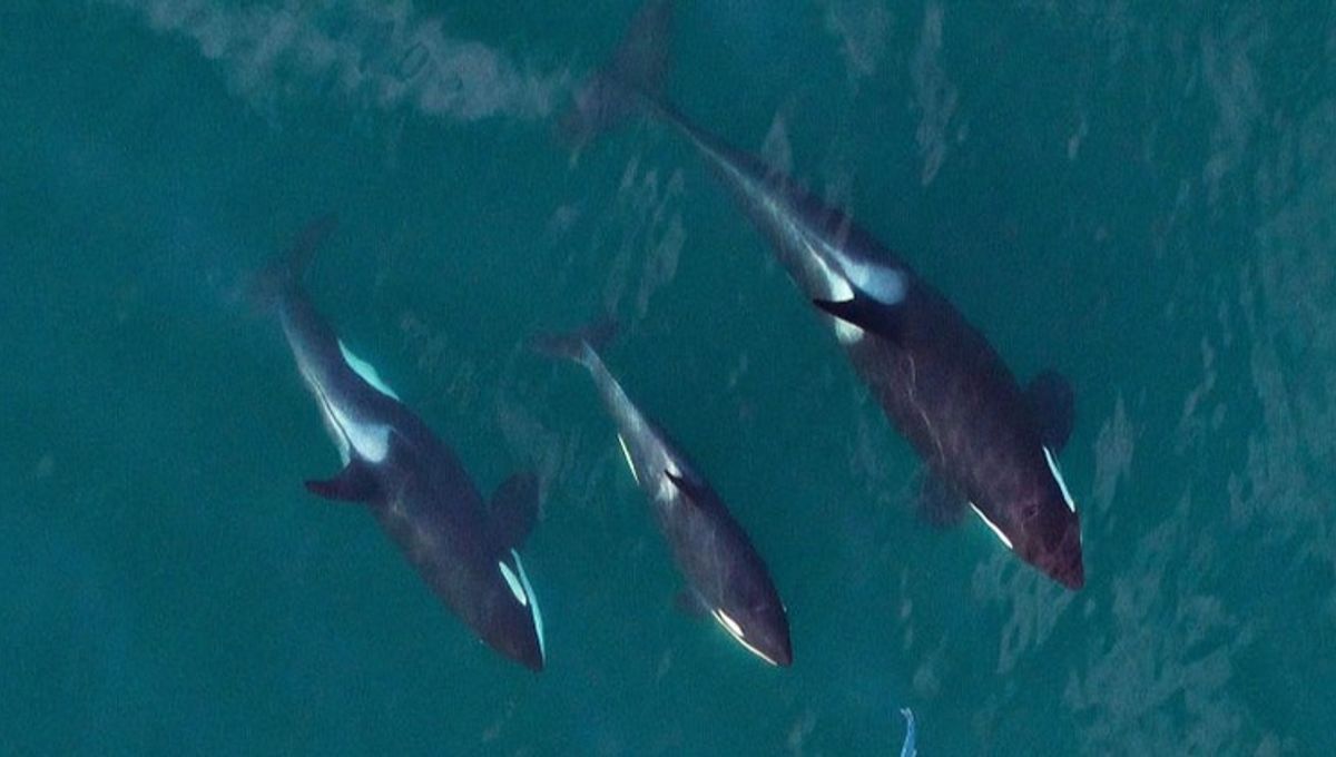 Orcas Return To Infamous Penn Cove For First Time In Over 50 Years ...