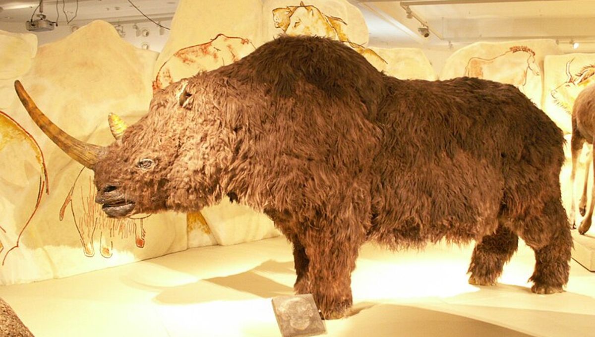 Woolly Rhinos Had A Hump On Their Back, Frozen Mummy Reveals | IFLScience