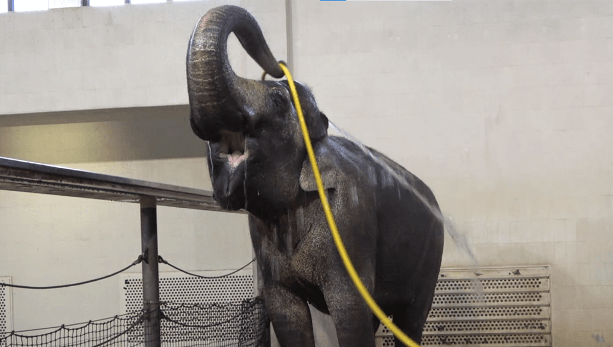 Elephant Tool Use Might Extend To Sabotaging Your Mate's Shower ...