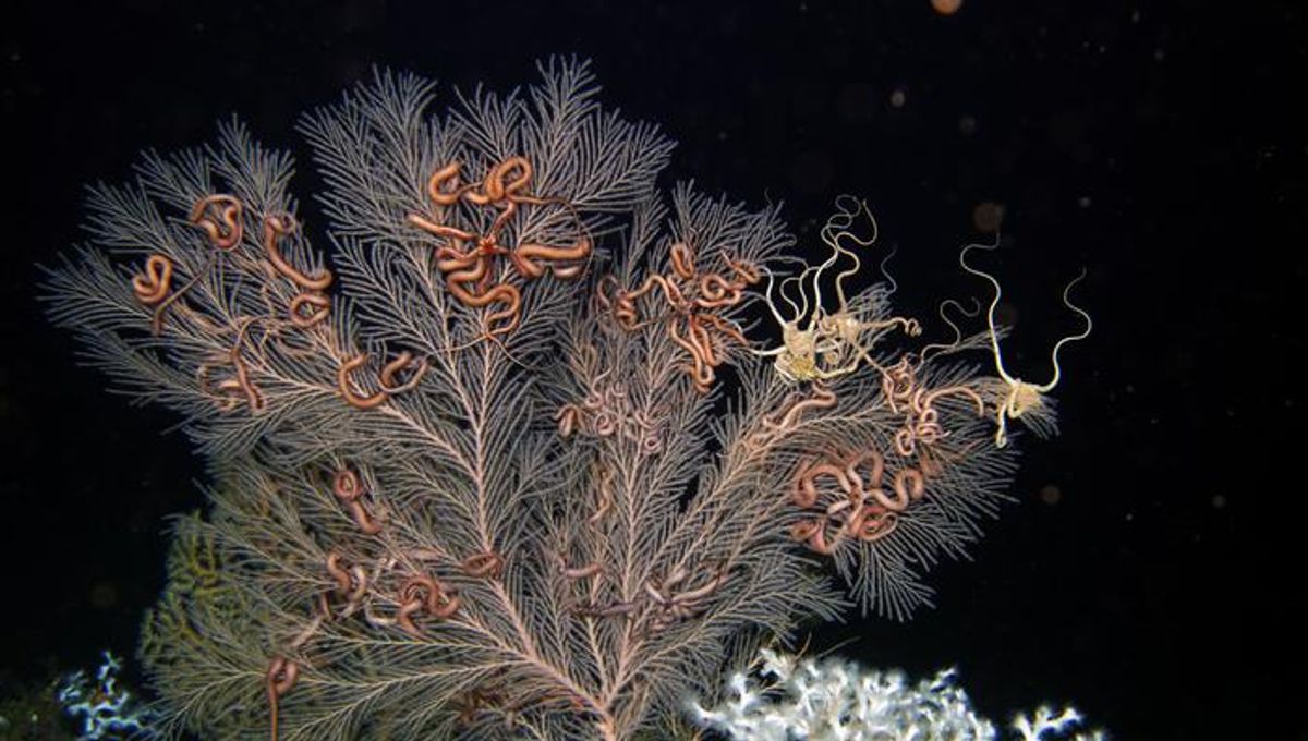 Two New Deep Ocean Coral-Dwelling Bacteria Species With Incredibly Tiny ...