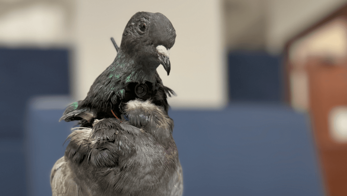 From Zombie Ducks To Pigeon Cams, Taxidermy Birds Monitor Wildlife Like ...