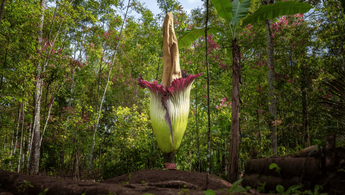 Blooming Corpse Flowers' Hot Death Smell Gets A Molecular Explanation | IFLScience
