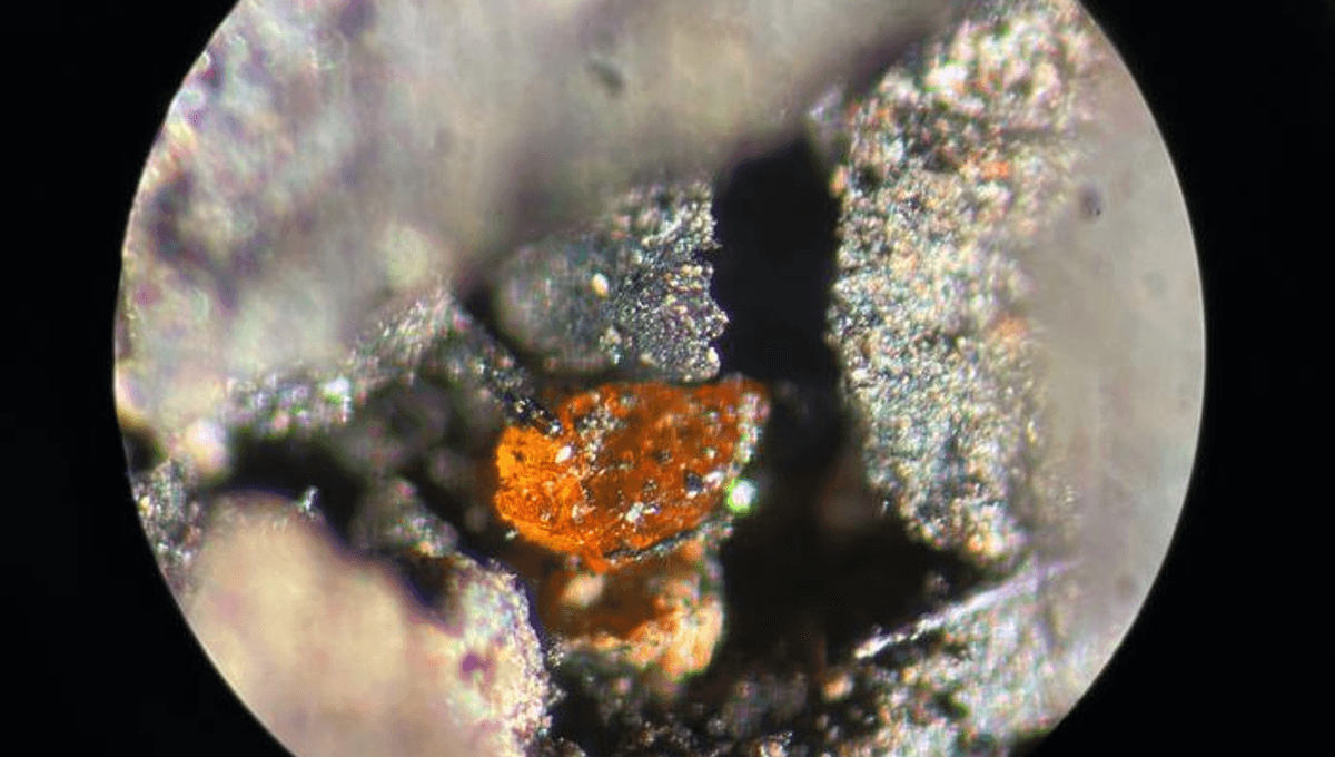 First-Ever Antarctic Amber Spills Secrets Of The Continent's Cretaceous ...