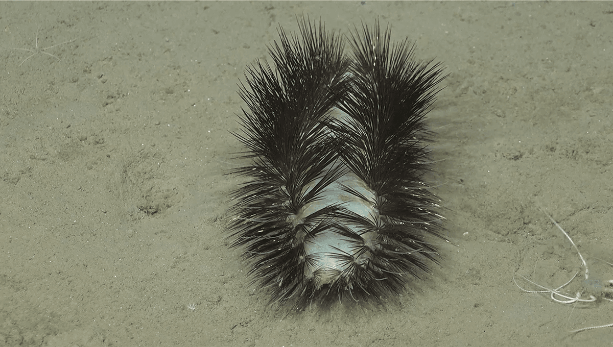 Deep-Sea "Disco Worm" Spotted Off The Coast Of Chile And Oh Look At It ...