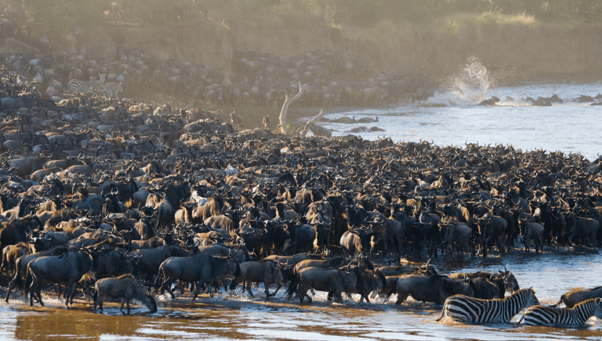 What’s The Biggest Animal Gathering In The World? | IFLScience