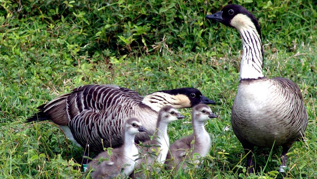 The World’s Rarest Goose Only Lives Wild In One Part Of The US | IFLScience