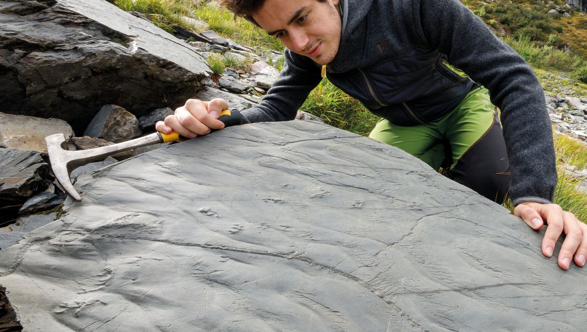 Imprints Of Entire 280-Million-Year-Old Ecosystem Found In Alps Predate ...