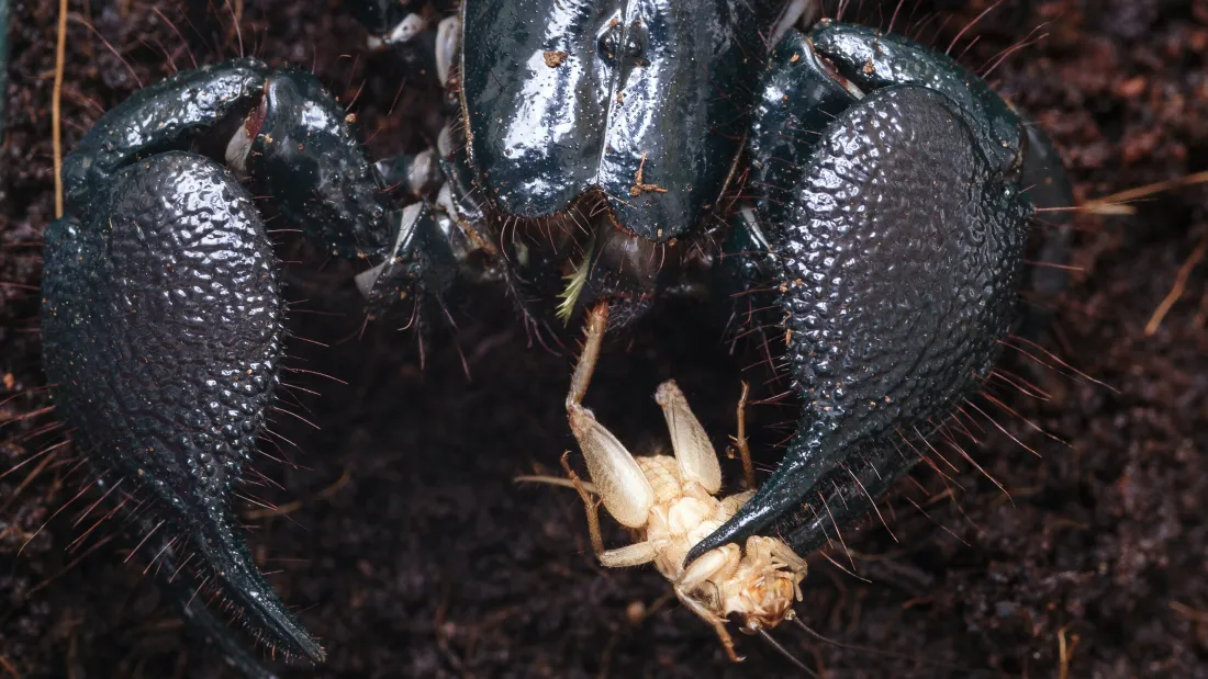 Emperor Scorpion Stinger