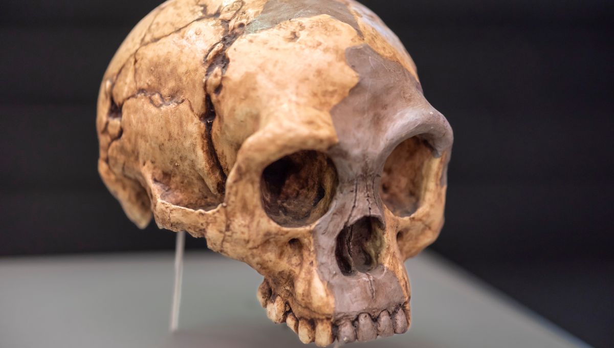 Who Were The Ancient "Hobbit Humans" Of Indonesia? | IFLScience