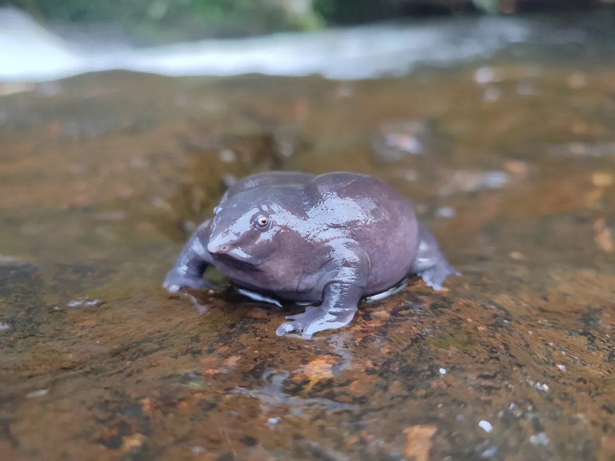 Meet The Purple Frog, A Dinosaur-Era “Living Fossil” That Emerged Over ...