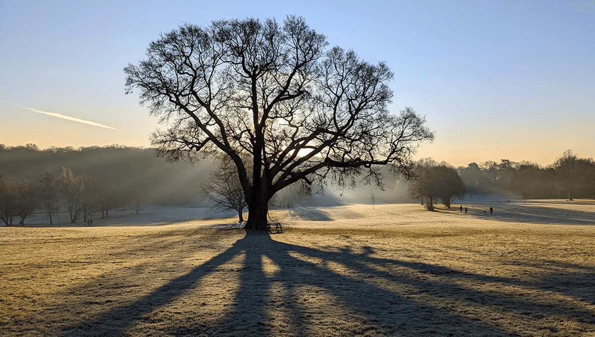 Why Doesn't Frost Form Under Trees? | IFLScience