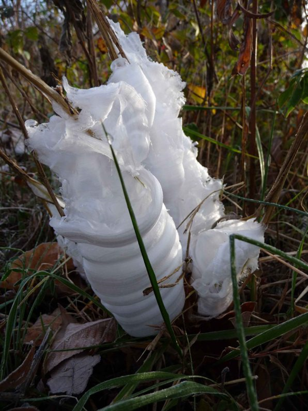 Having A White Christmas? Be On The Lookout For Hair Ice And Frost ...