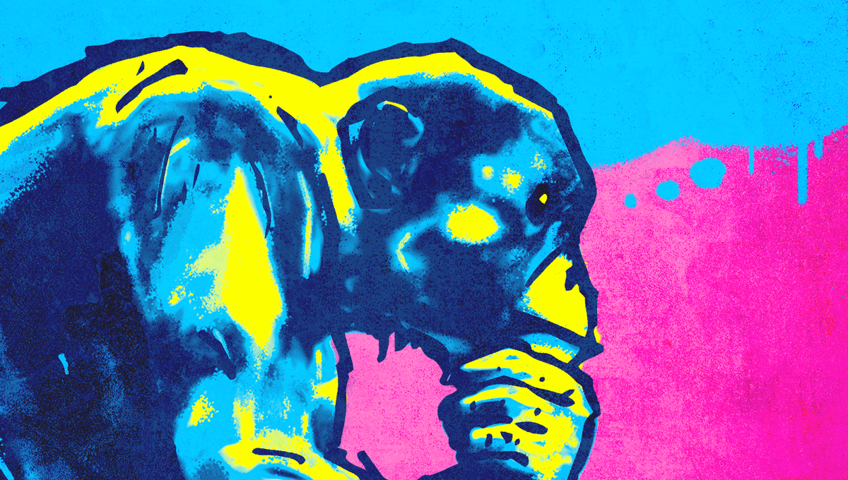 Do Animals Think? | IFLScience