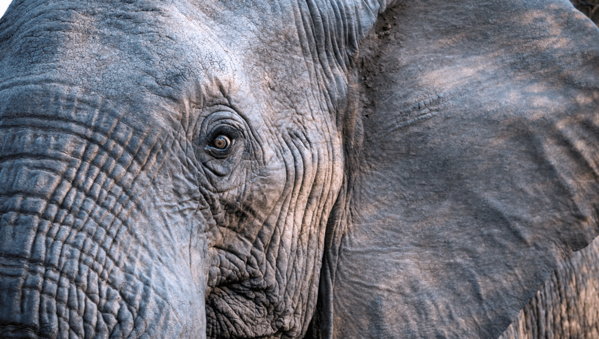 Are Elephants Really Scared Of Mice? | IFLScience