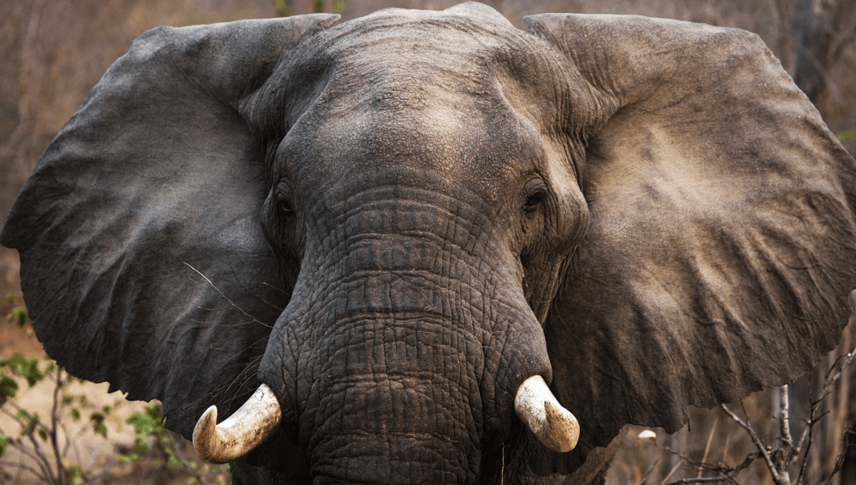 Why Are Elephants' Ears So Big? | IFLScience