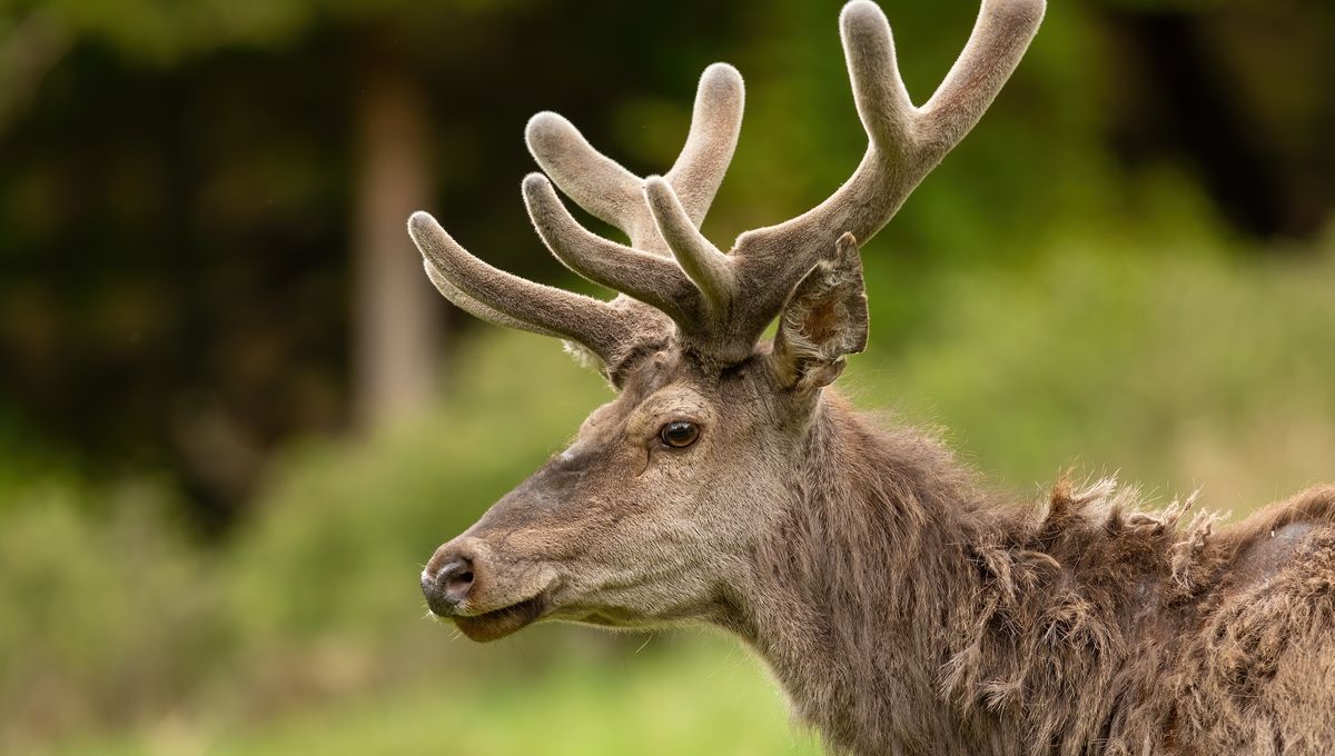 Why Are Antlers Fuzzy? | IFLScience