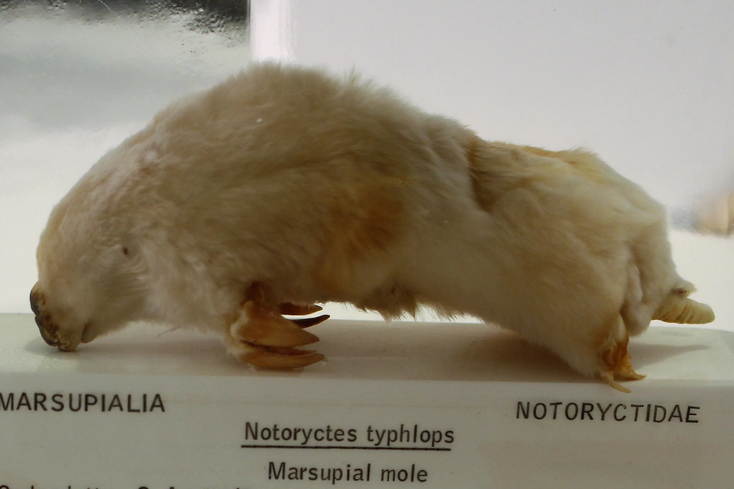 Marsupial Mole
