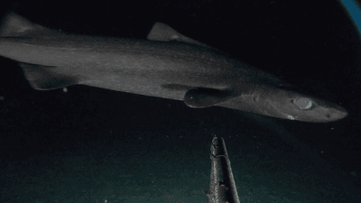 Watch World First Footage Of Roughskin Dogfish In The Depths Of The ...