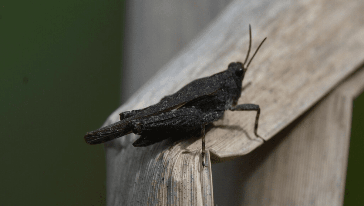 Fire Melanism: Why Are Dark Animals More Common Following Wildfires ...