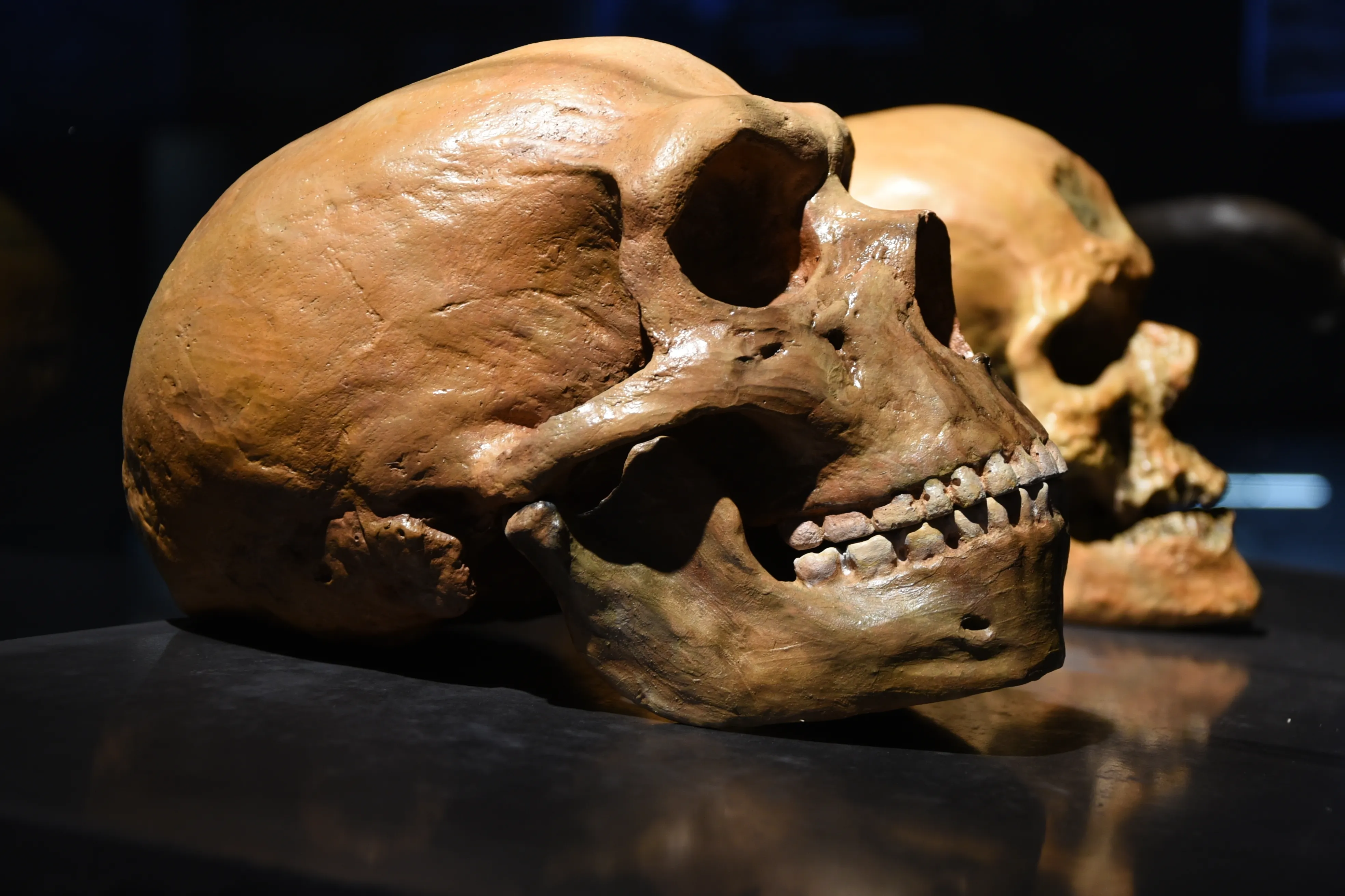 Neanderthal Skulls And Brains May Have Developed Just Like Why In The
