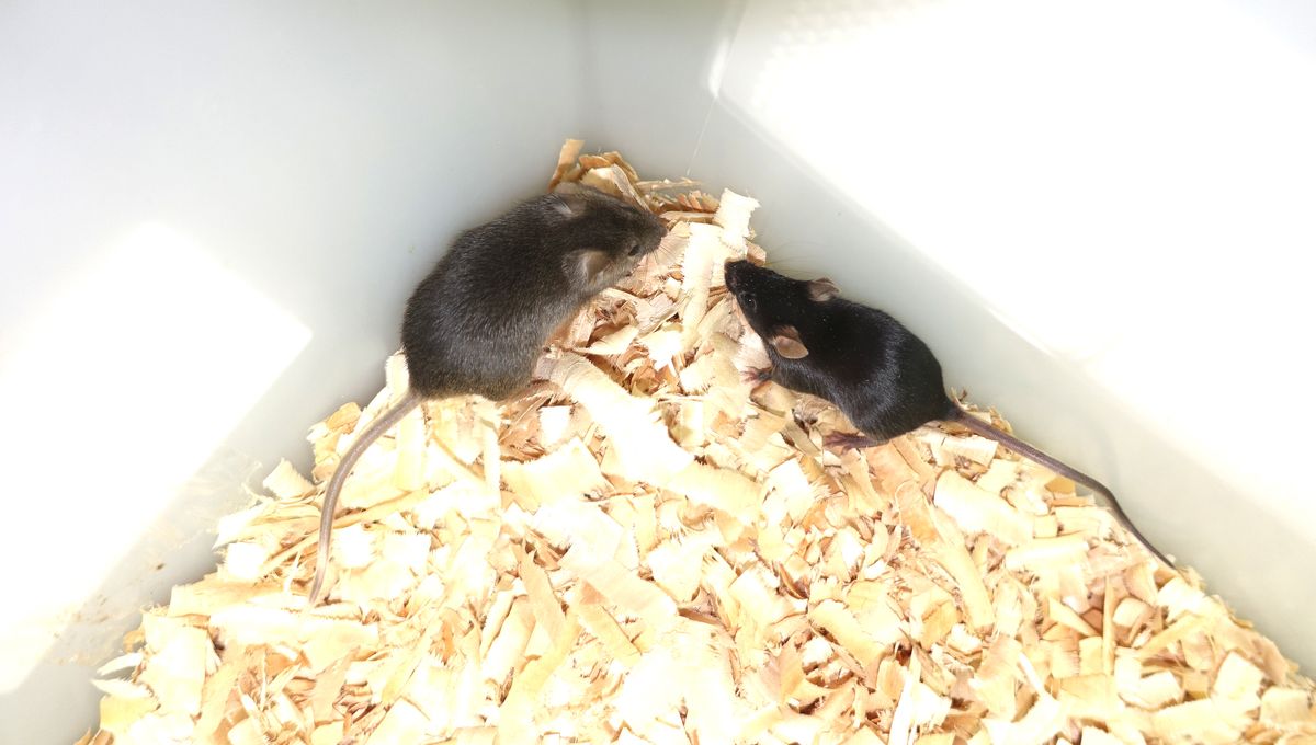 World First As Mouse With 2 Dads Survives To Adulthood | IFLScience