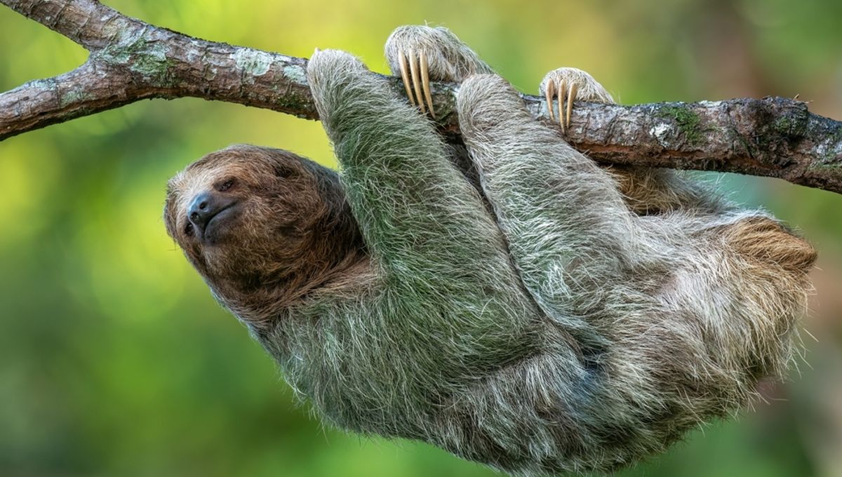 Dolphin or Sloth, Who Can Hold Their Breath For Longer? | IFLScience