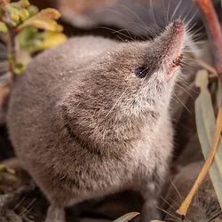 Puerto Rican Shrew