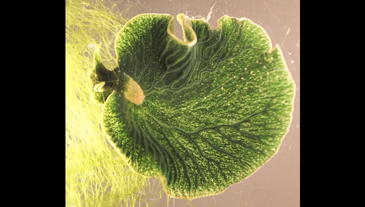 These “Solar-Powered Sea Slugs” Steal Plants’ Superpowers To Feed On ...