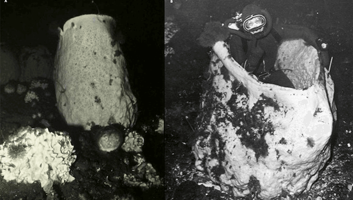 Anoxycalyx Joubini: This Giant Volcano Sponge Found In Antarctica May ...