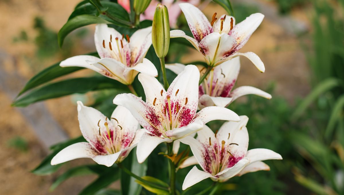 Why Are Lilies So Toxic To Cats? | IFLScience