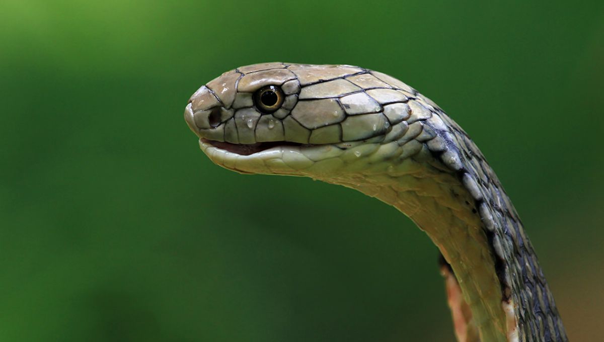 What Is The Most Intelligent Snake Species? | IFLScience