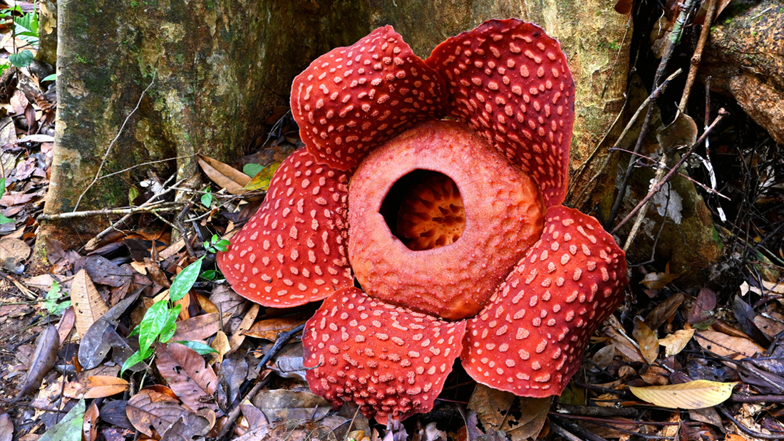 What Is The World’s Biggest Flower? | IFLScience