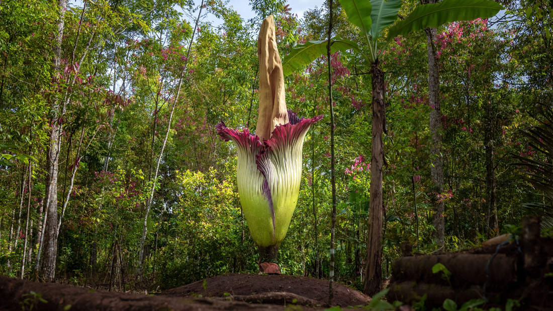 What Is The World’s Biggest Flower? | IFLScience
