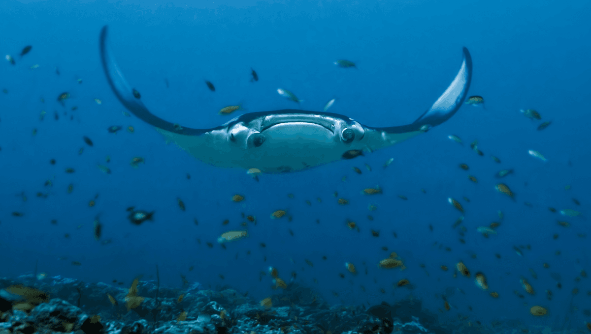 What Is The Most Intelligent Fish In The Sea? | IFLScience