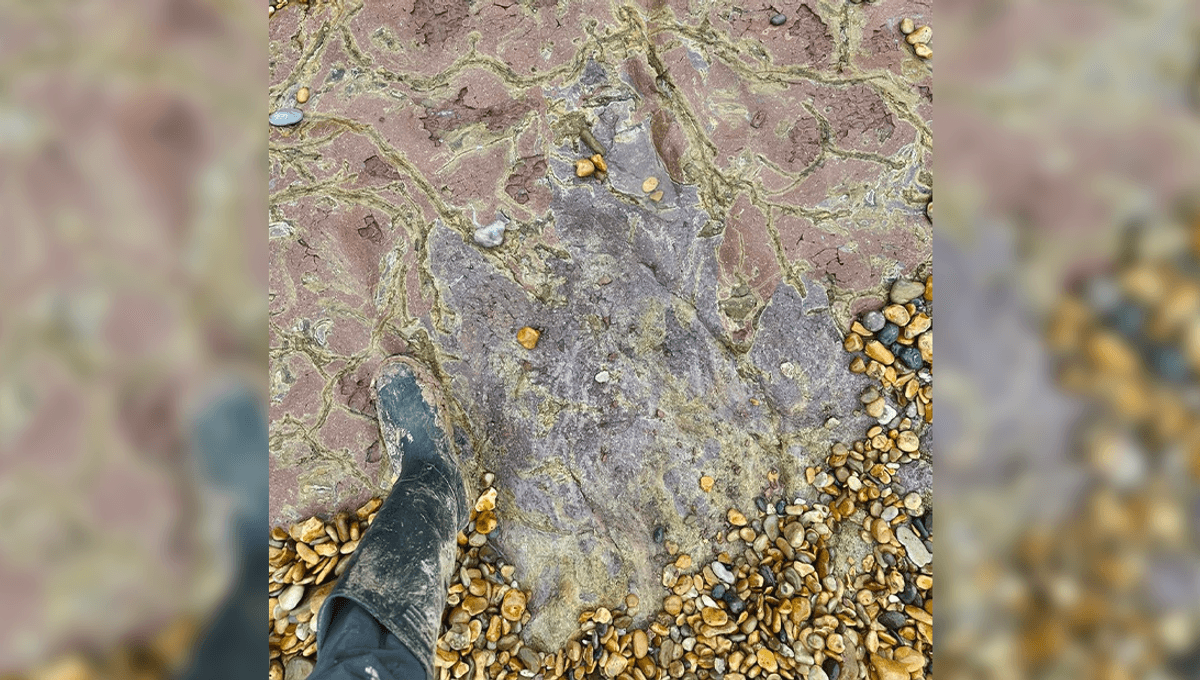 Huge Purple Dinosaur Footprint Found On The Isle Of Wight | IFLScience