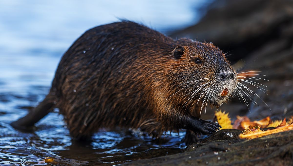 Can You Eat Invasive Species In The US? | IFLScience