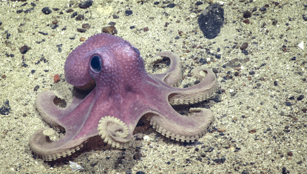 The Warty Octopus Gets Wartier The Deeper It Goes – Why? | IFLScience