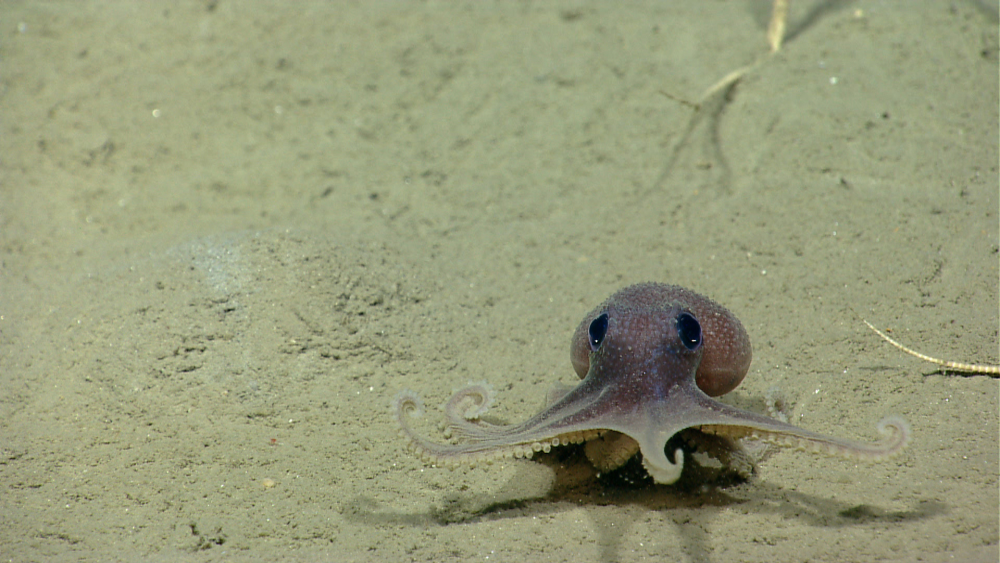 The Warty Octopus Gets Wartier The Deeper It Goes – Why? | IFLScience