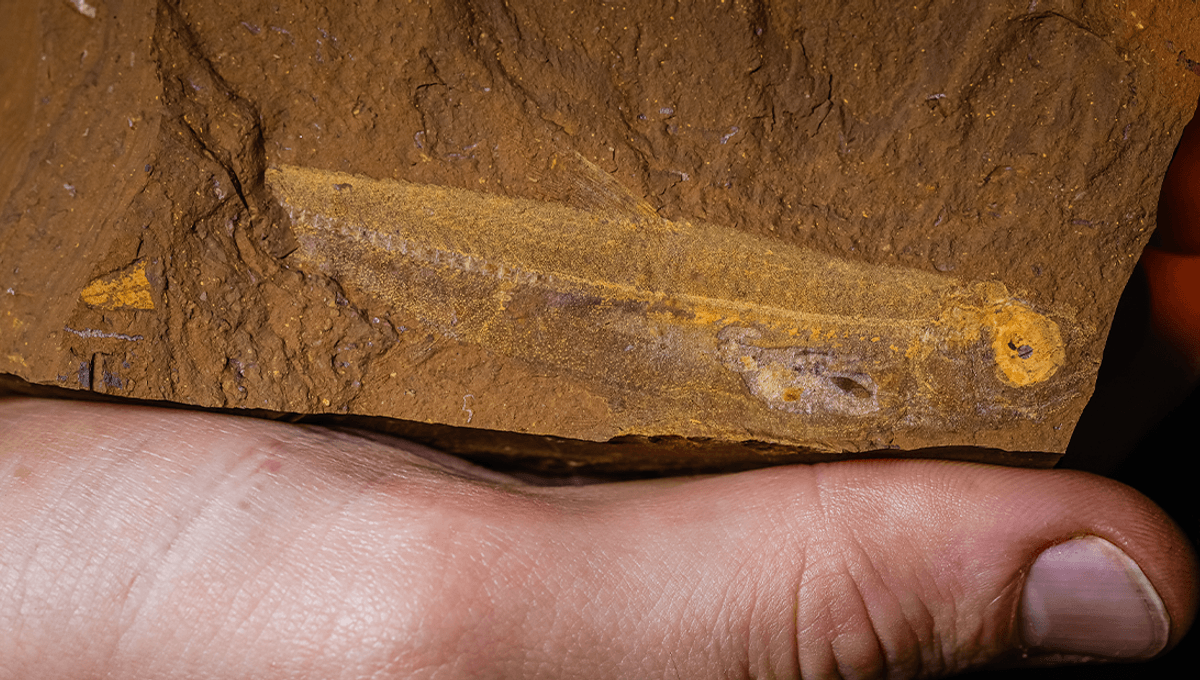 New Species Of 15-Million-Year-Old Fossil Fish Found With Perfectly ...