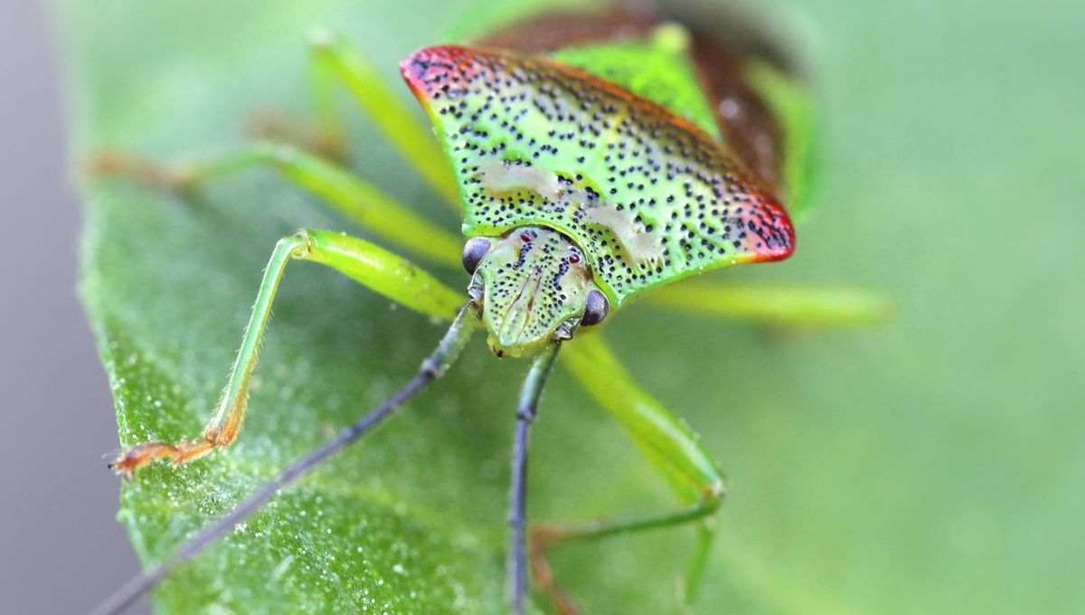 What's The Difference Between Bugs And Insects? | IFLScience